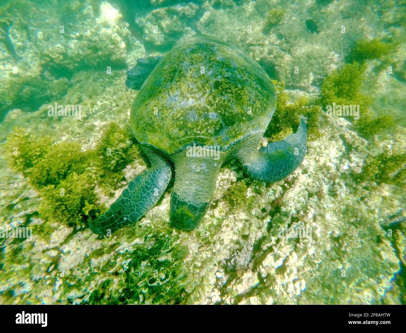 Galapagos green sea turtle eating seaweed at Punta Morena, Isabela ...
