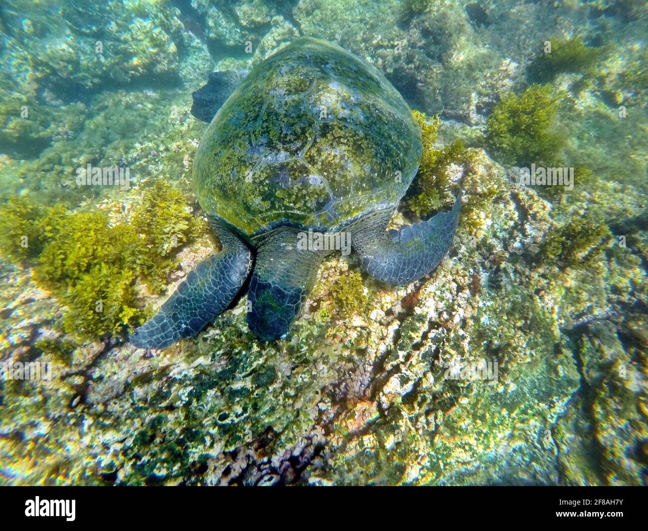 Galapagos green sea turtle eating seaweed at Punta Morena, Isabela ...