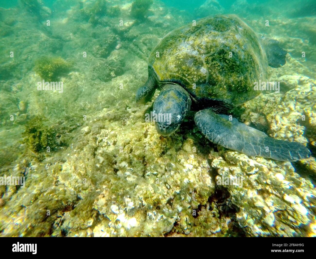 Galapagos green sea turtle at Punta Morena, Isabela Island, Galapagos ...