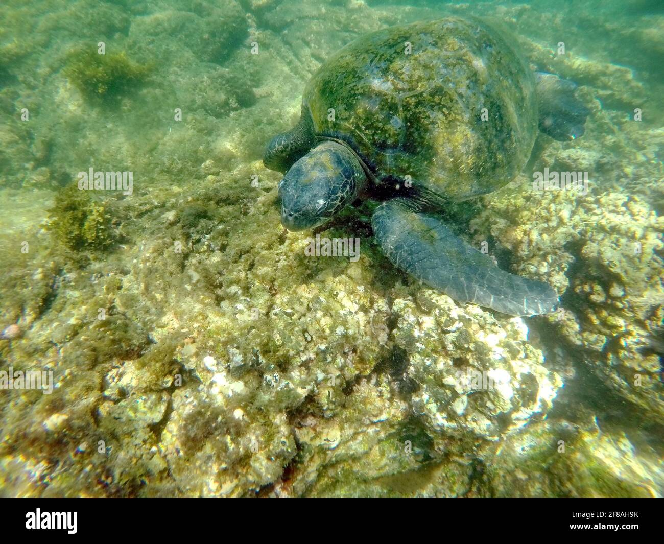 Galapagos green sea turtle at Punta Morena, Isabela Island, Galapagos ...