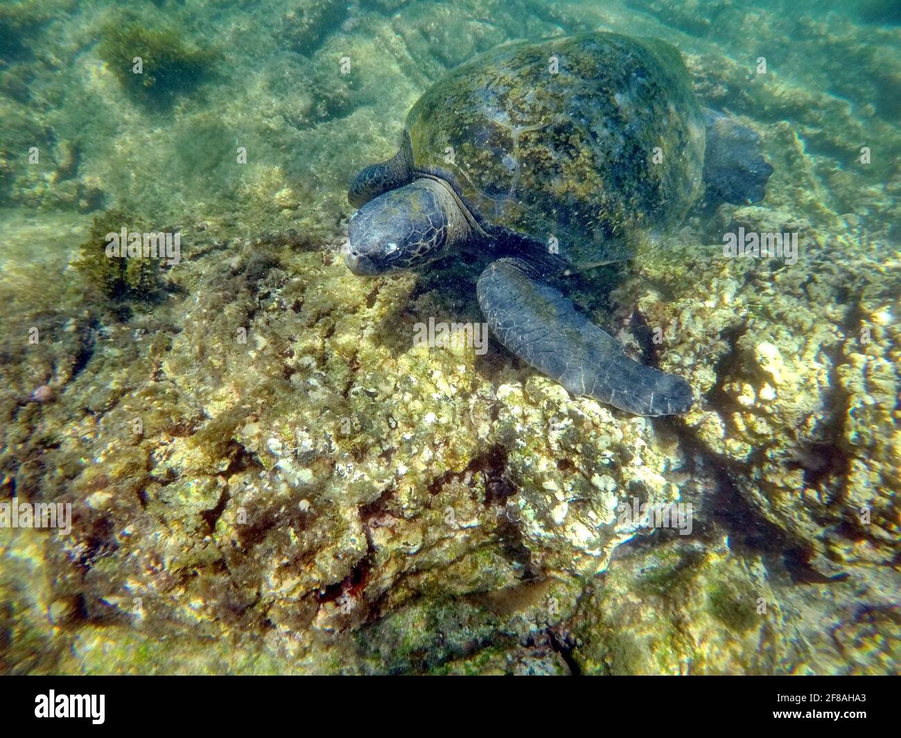 Galapagos green sea turtle at Punta Morena, Isabela Island, Galapagos ...