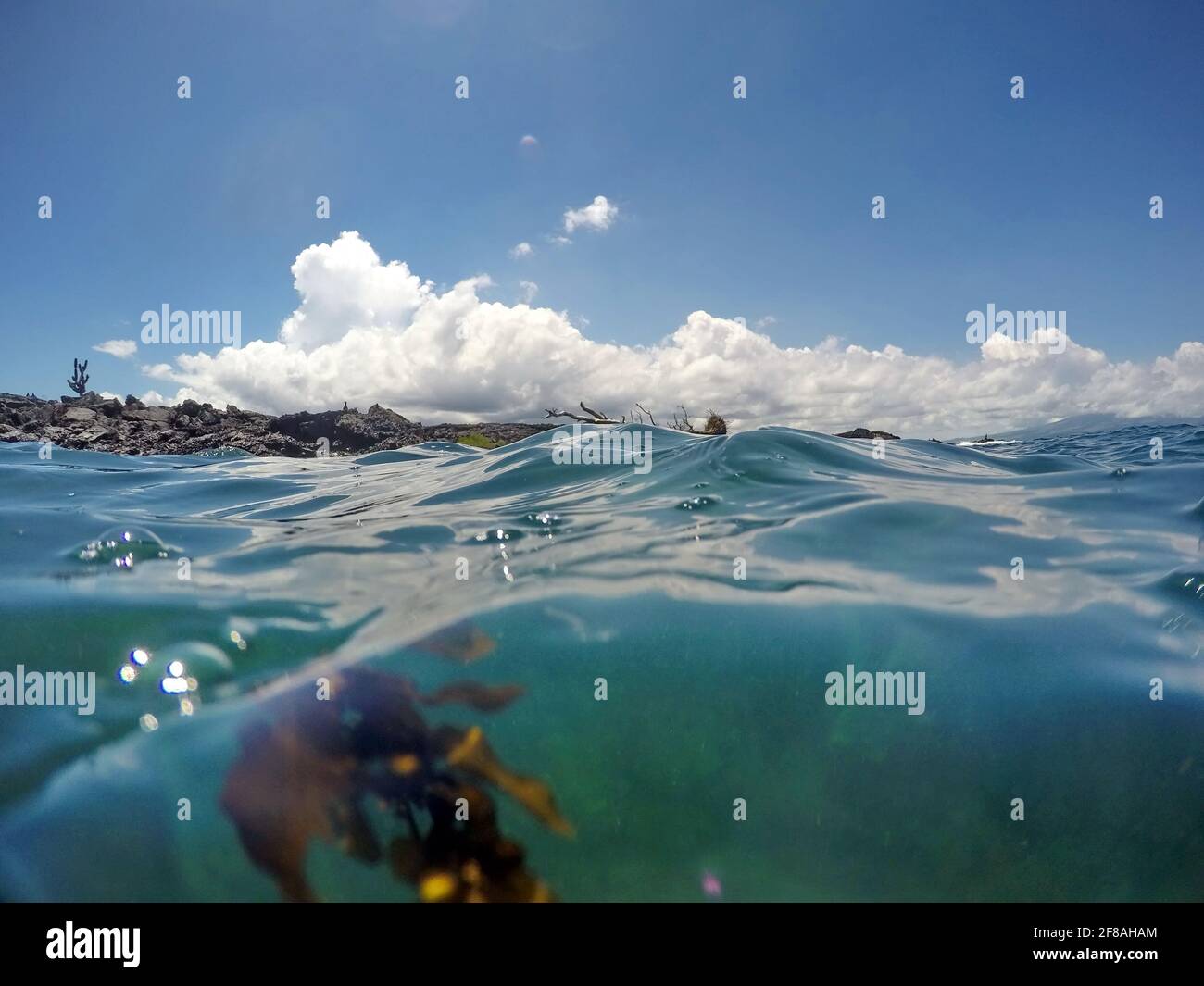 Surface of the water with a clump of seaweed at Punta Morena, Isabela ...