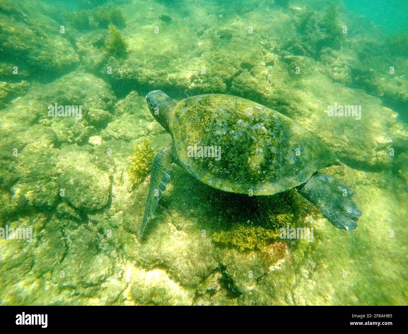 Galapagos green sea turtle swimming near the sea floor at Punta Morena ...
