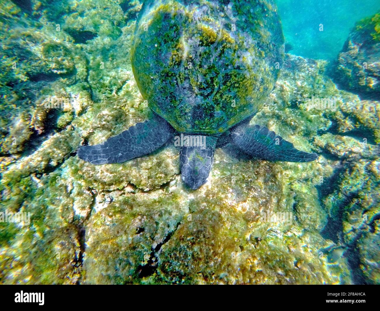 Galapagos green sea turtle eating seaweed at Punta Morena, Isabela ...