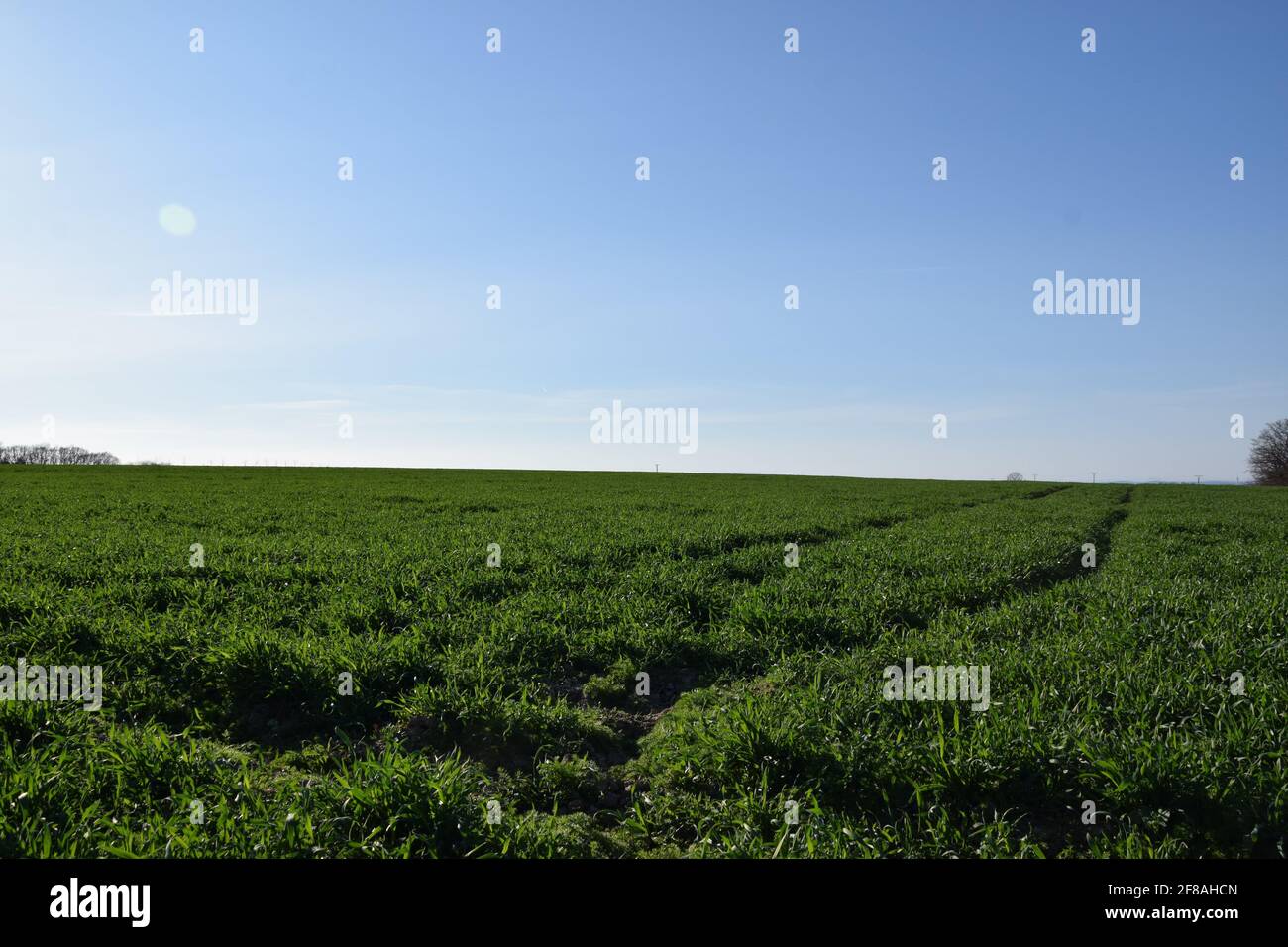 Horizontal shot of blue sky and green field with paths inside tall ...