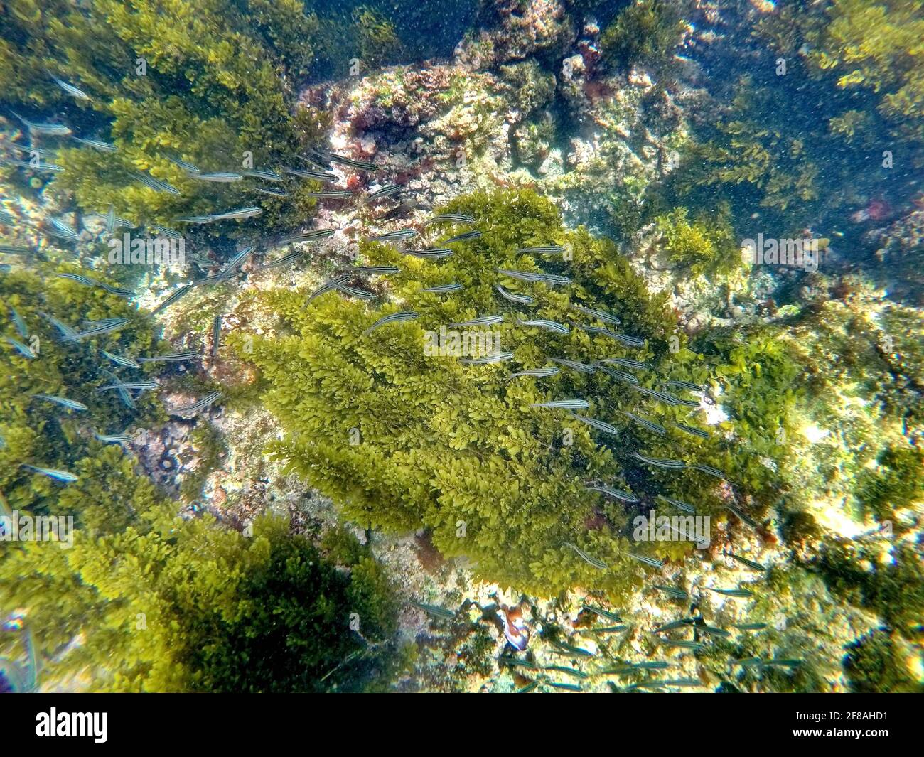 School of little grey fish swimming above seaweed at Punta Morena ...