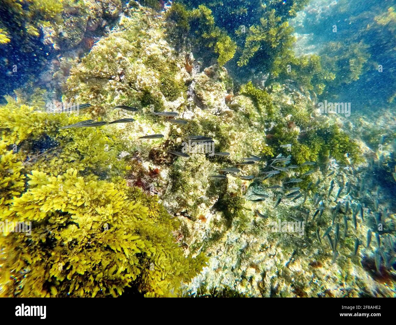 School of little grey fish swimming above seaweed at Punta Morena ...
