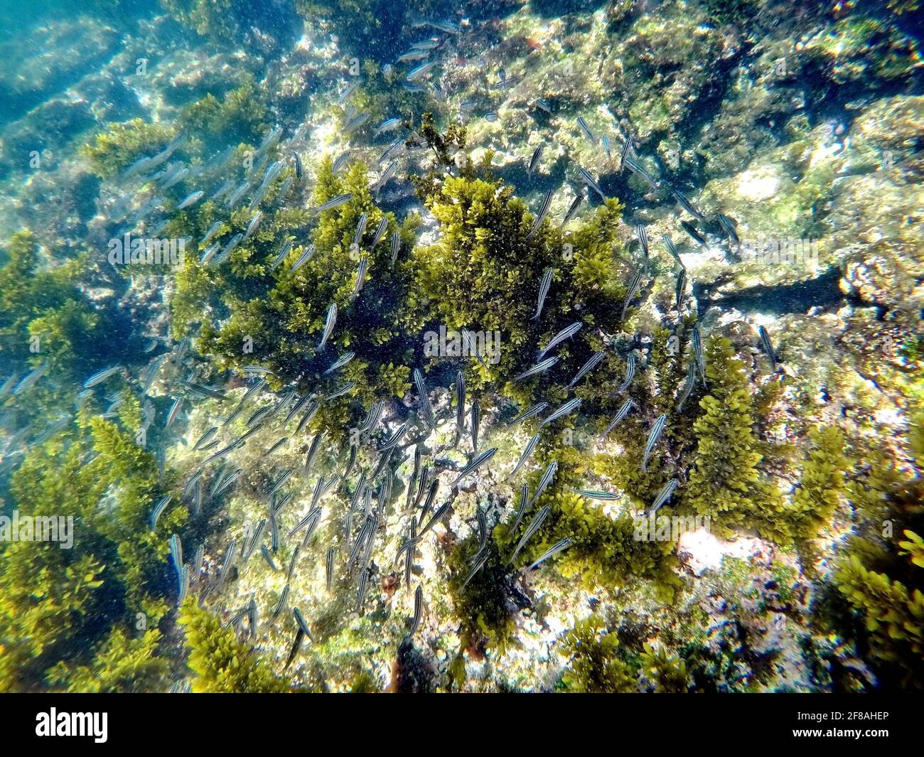 School of little grey fish swimming above seaweed at Punta Morena ...
