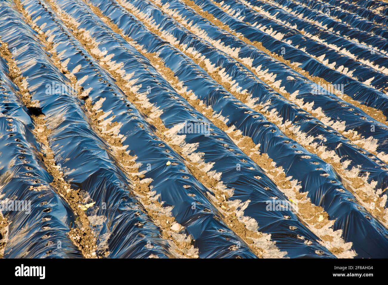 Organic farm field covered with plastic mulch Stock Photo - Alamy