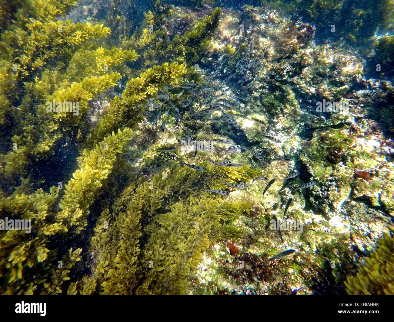 School of little grey fish swimming above seaweed at Punta Morena ...