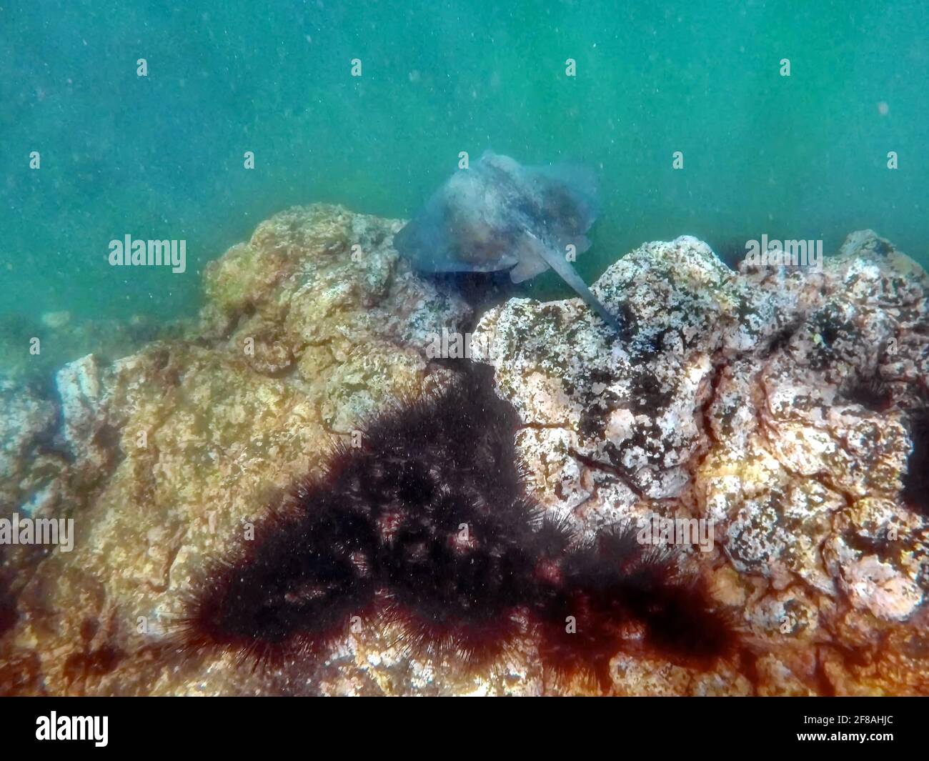 Sting ray swimming above a rocky bottom at Punta Morena, Isabela Island ...