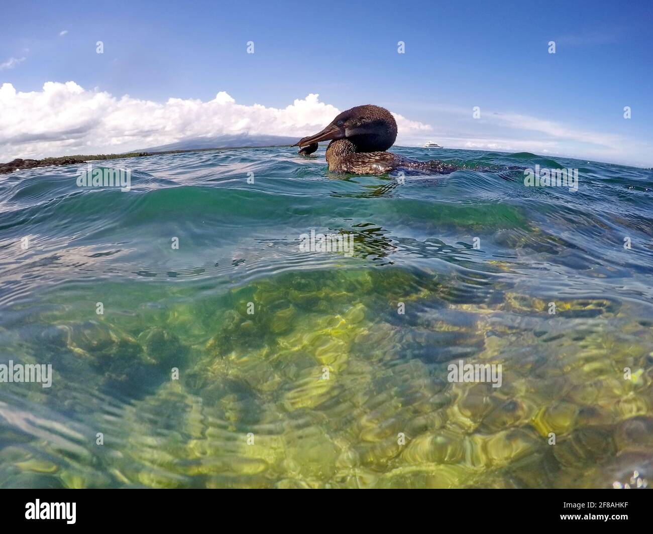 Flightless cormorant (Phalacrocorax harrisi) swimming on the surface at ...