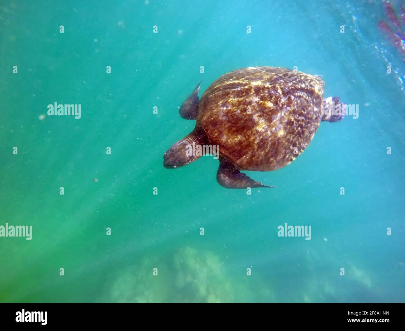 Galapagos green sea turtle swimming at Punta Morena, Isabela Island ...