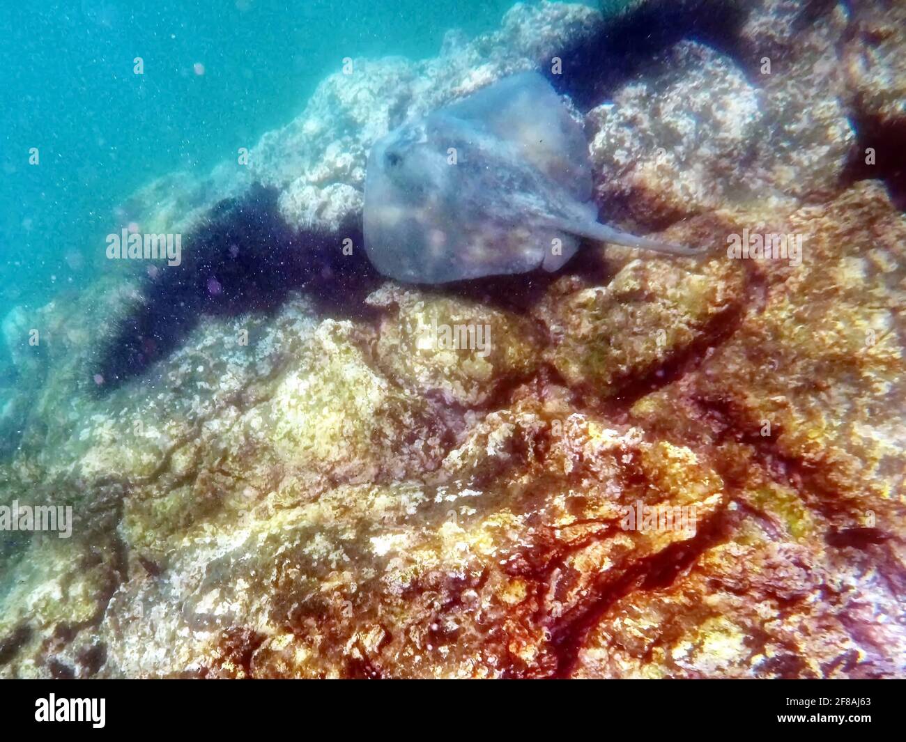 Sting ray swimming above a rocky bottom at Punta Morena, Isabela Island ...