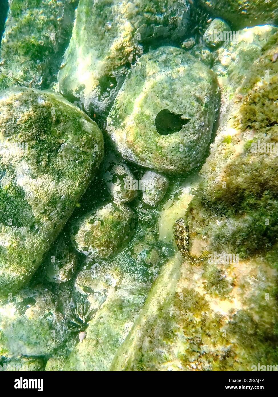 Rock blenny hi-res stock photography and images - Alamy