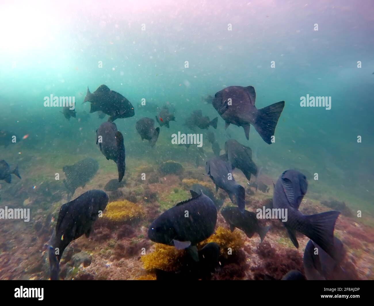 School black fish underwater natural hi-res stock photography and ...
