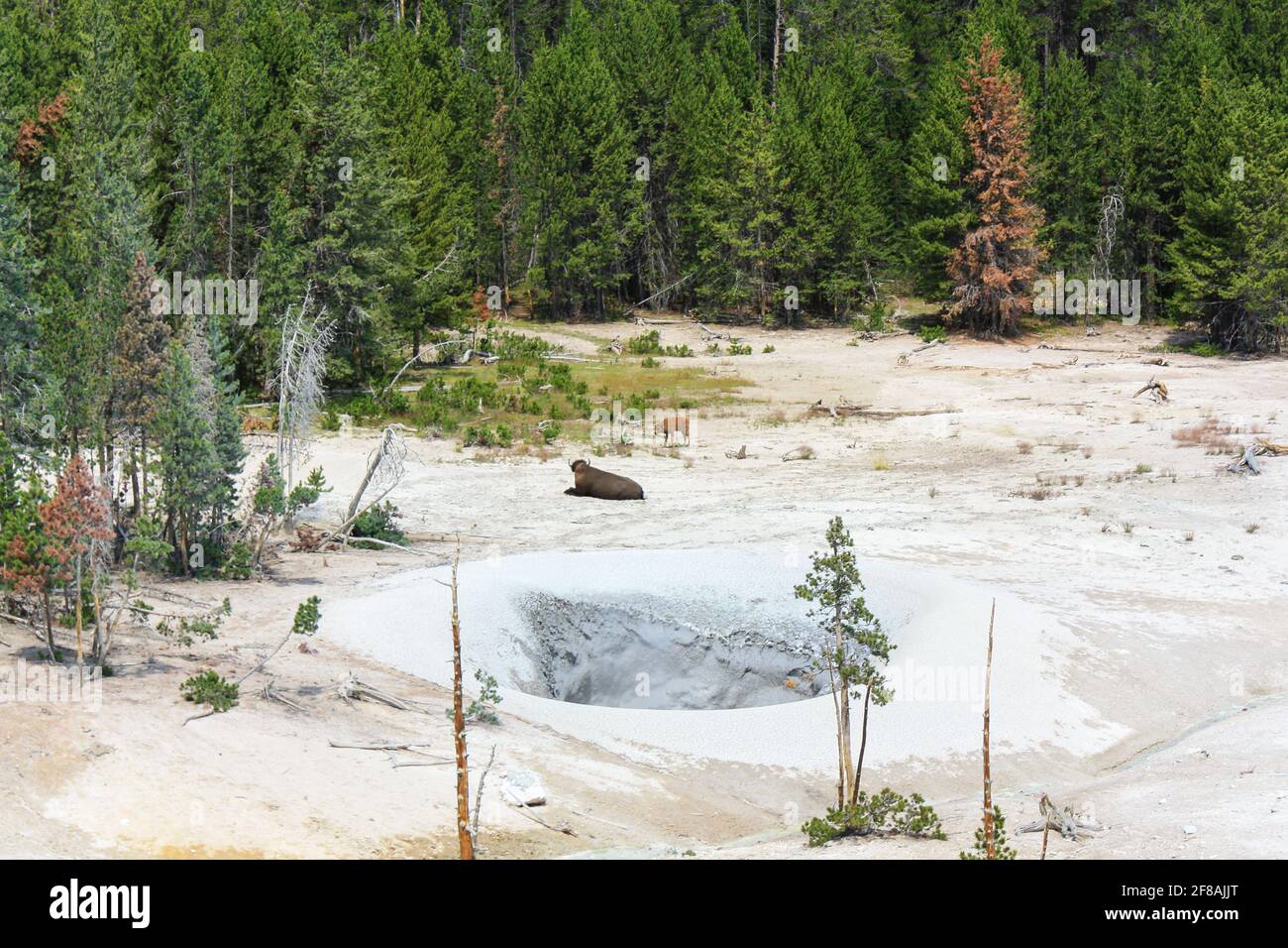 The amazing natural beauty of Yellowstone National Park Stock Photo - Alamy
