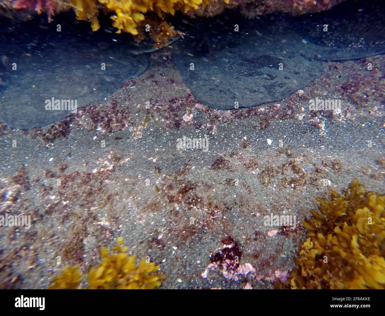 Stingray under a rock shelf at Tagus Cove, Isabela Island, Galapagos ...