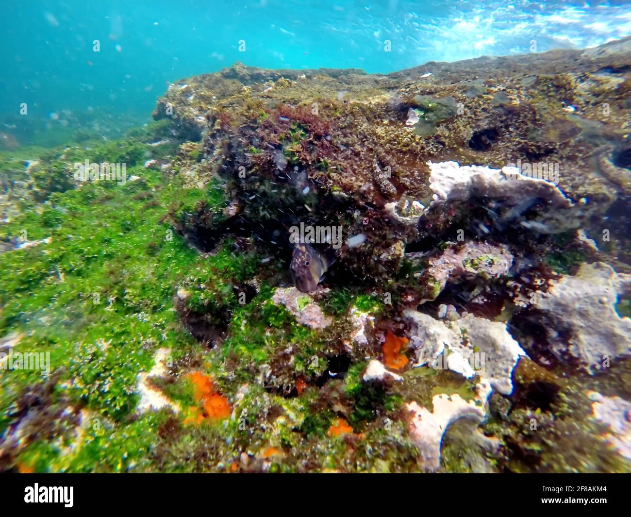 Blenny on an algae covered rock at Tagus Cove, Isabela Island ...