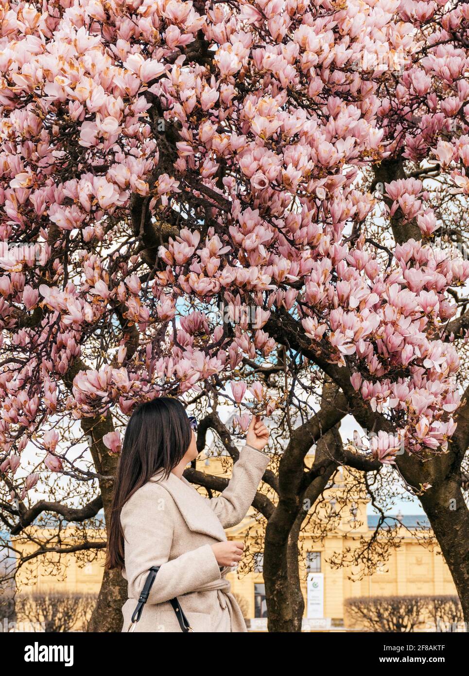 Side view of woman standing under beautiful pink magnolia tree in ...