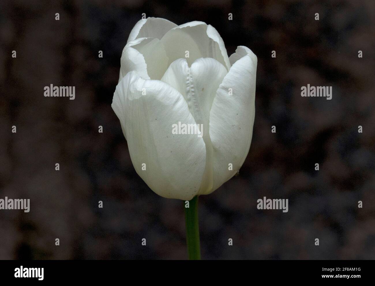 White Tulip against a neutral background Stock Photo - Alamy