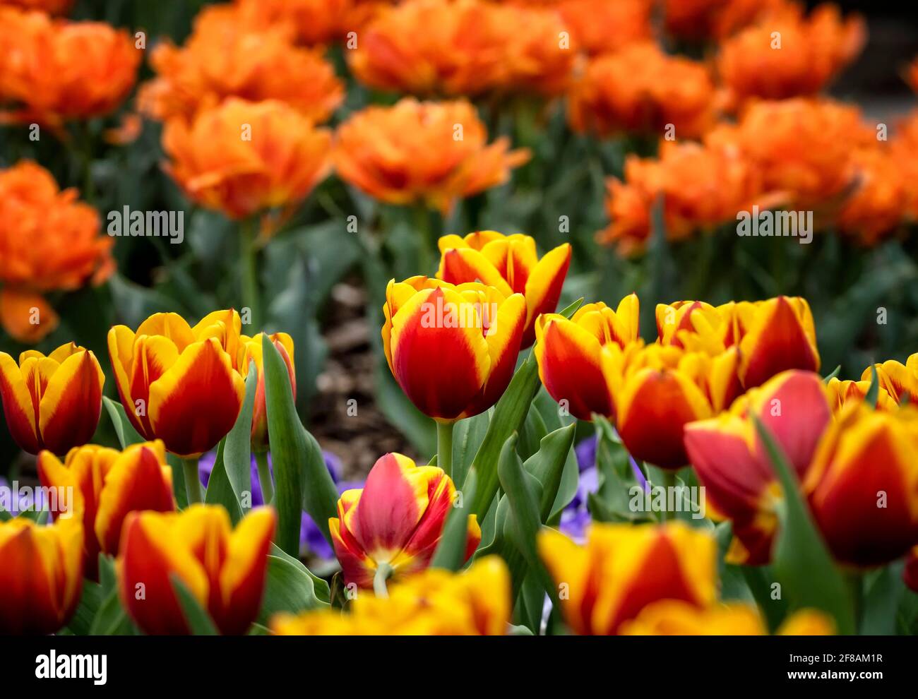 Spring comes alive hi-res stock photography and images - Alamy