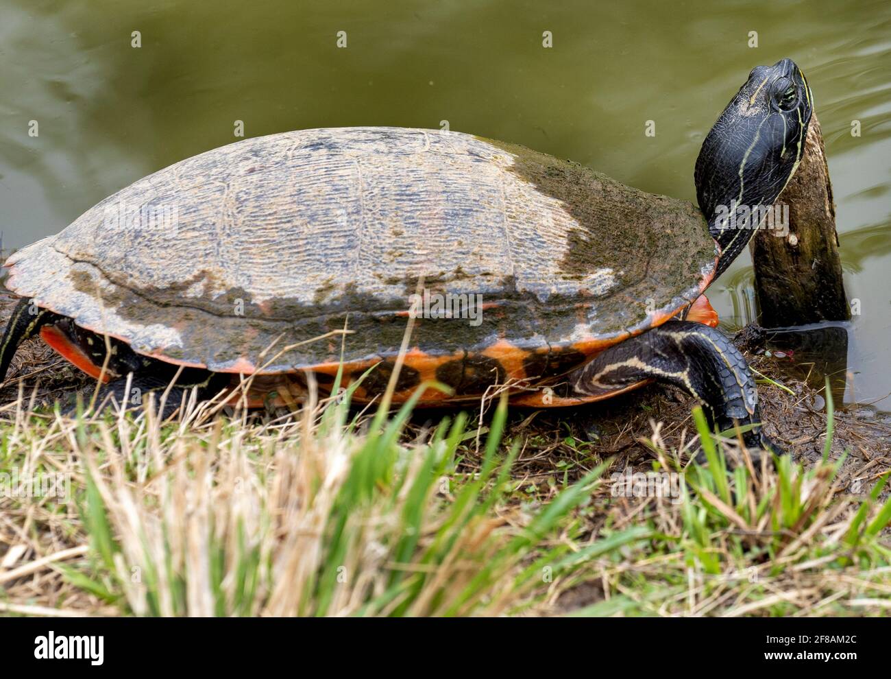 Mud Turtle comes ashore on the lake bank Stock Photo - Alamy