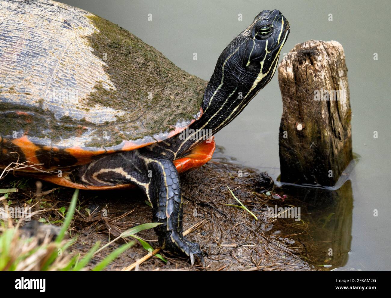 Mud turtle hi-res stock photography and images - Alamy