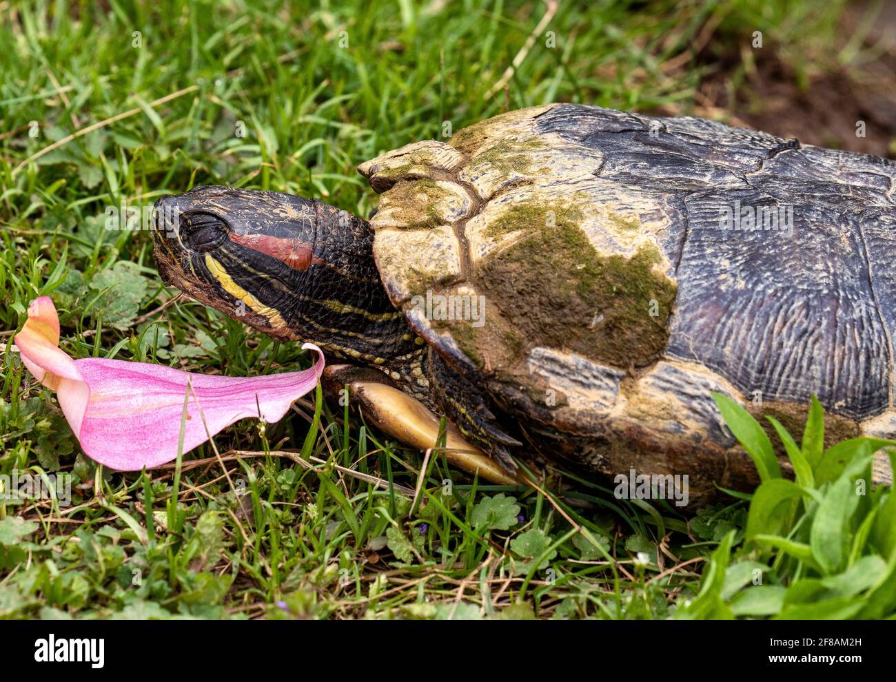 Mud Turtle pops out of the shell Stock Photo - Alamy