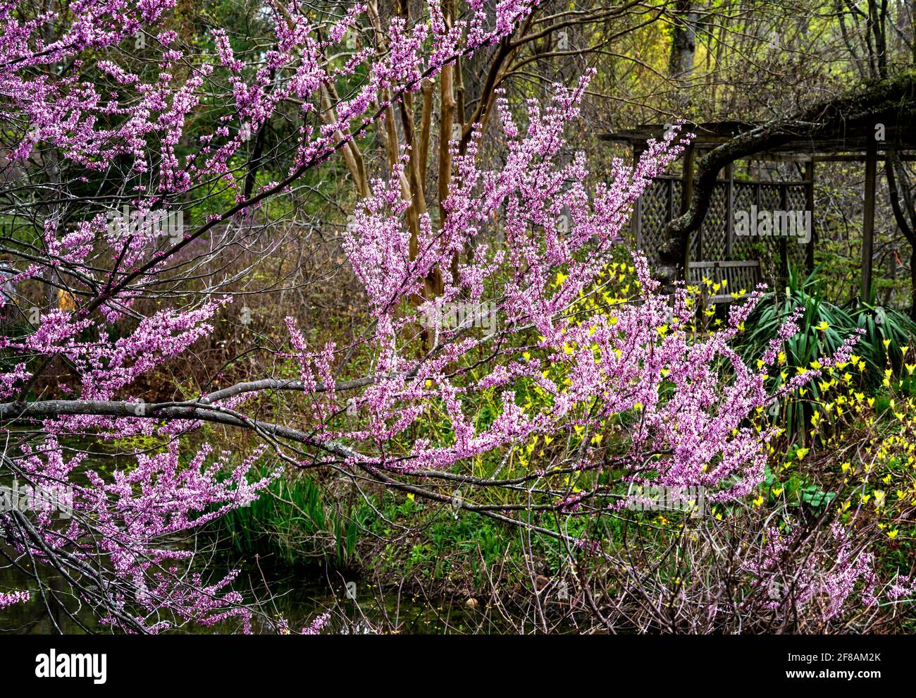 Cherry tree in full hi-res stock photography and images - Alamy