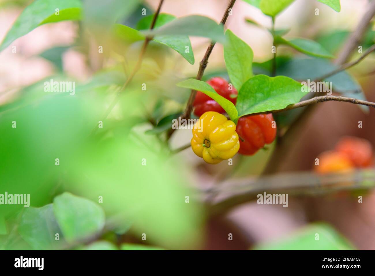Surinam cherry hi-res stock photography and images - Alamy