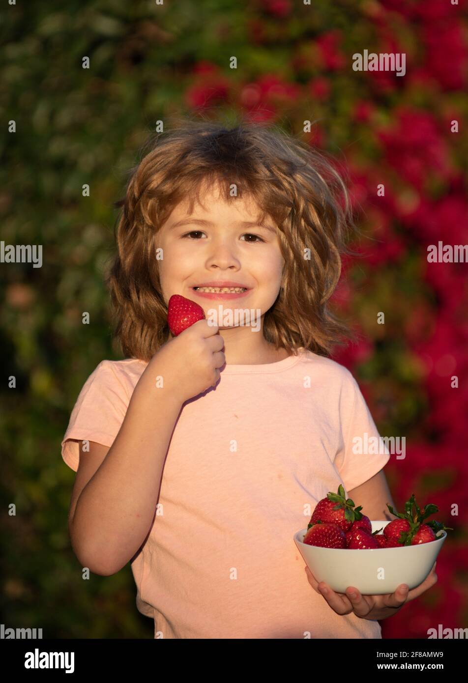 Little boy picking and eat strawberry. Child eating strawberries Stock ...