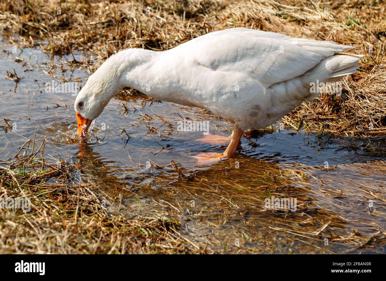 Day old goose hi-res stock photography and images - Alamy