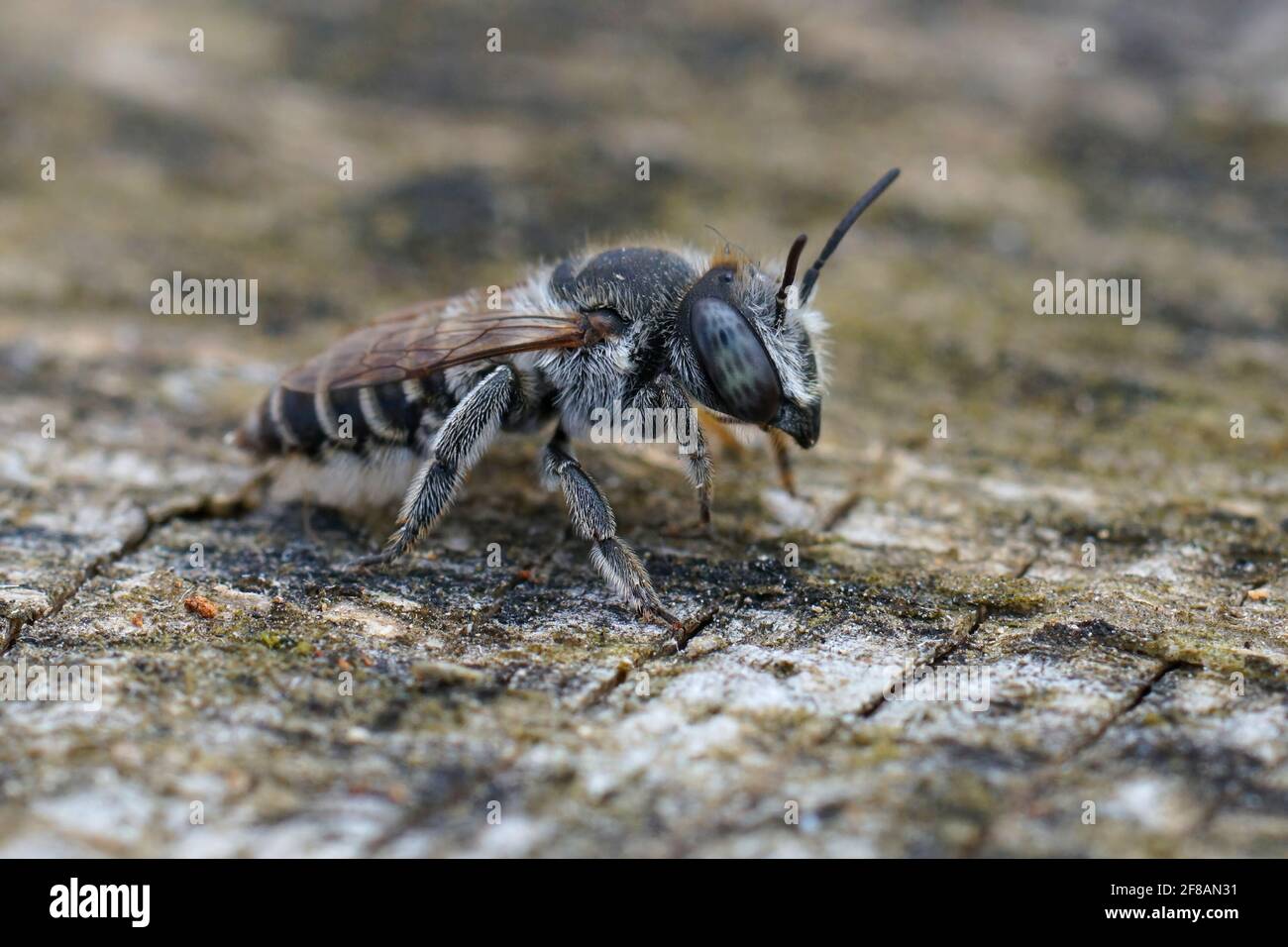 Closeup shot of a leafcutter bee on tree bark Stock Photo - Alamy