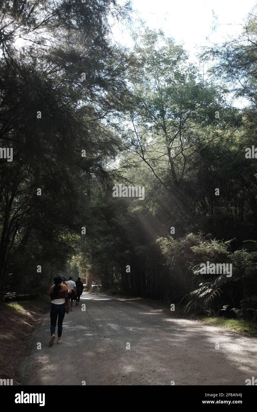 Rewood tree hi-res stock photography and images - Alamy