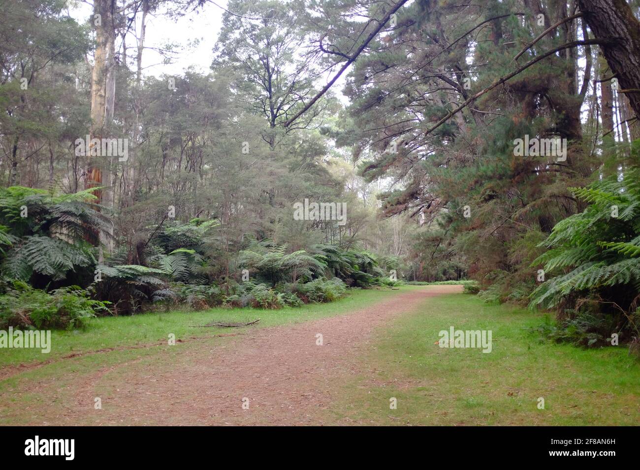 Redwood forest victoria hi-res stock photography and images - Alamy