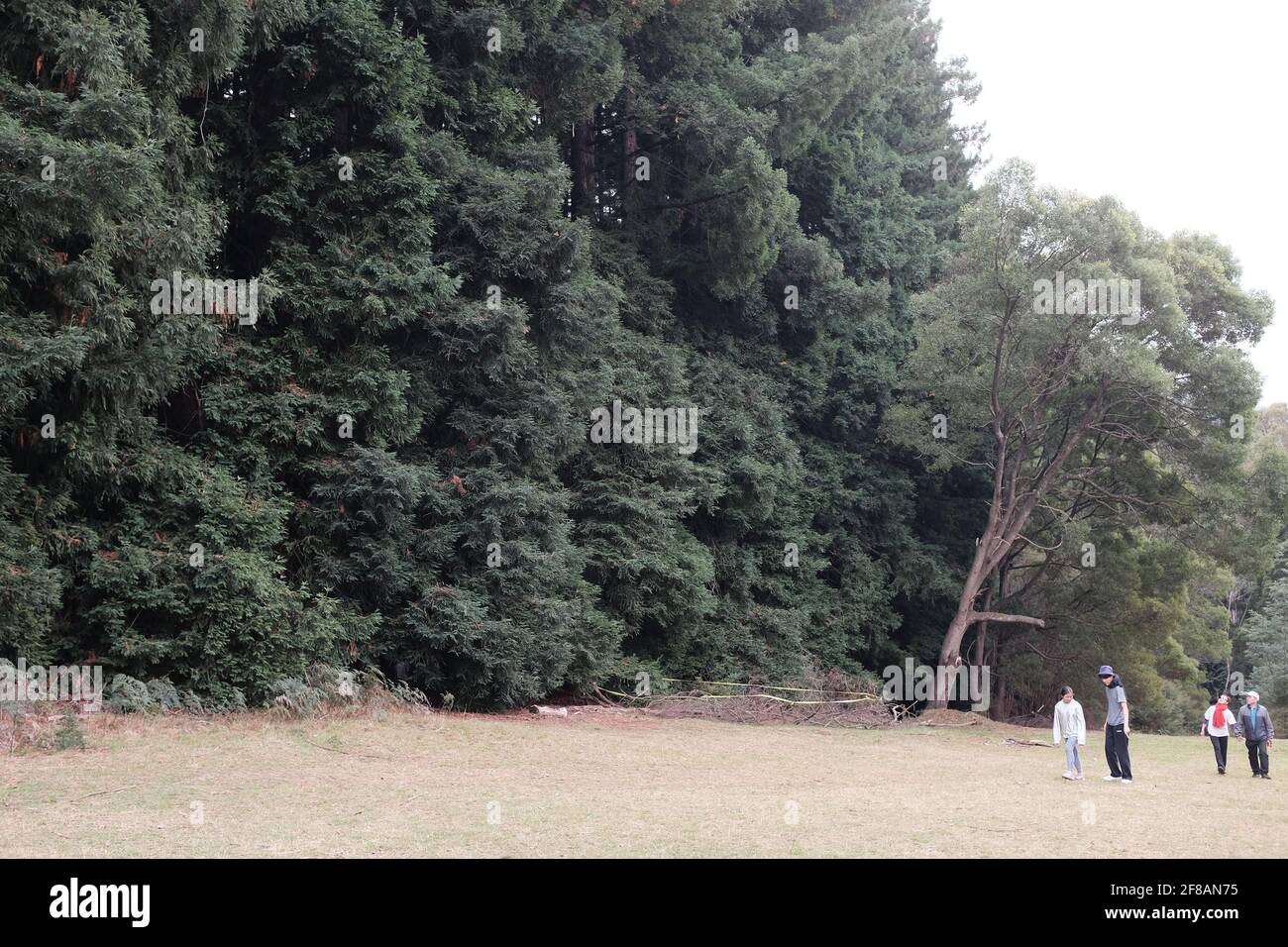 Rewood tree hi-res stock photography and images - Alamy