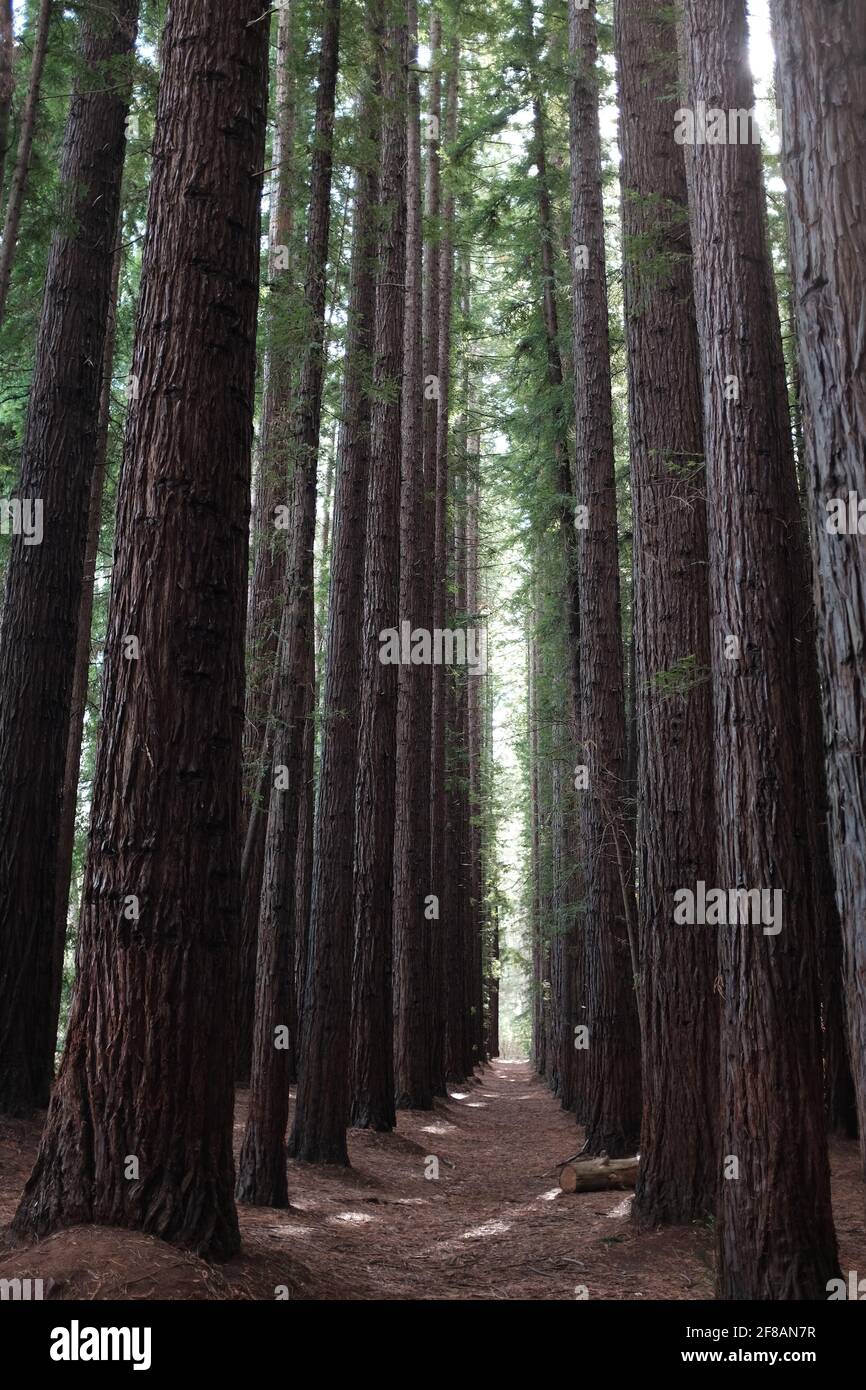 Rewood tree hi-res stock photography and images - Alamy