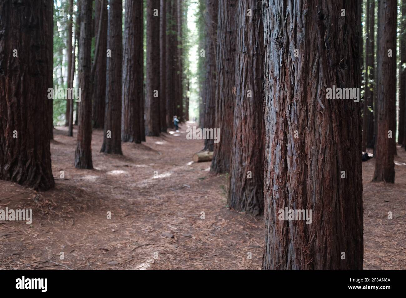 Warburton hi-res stock photography and images - Alamy