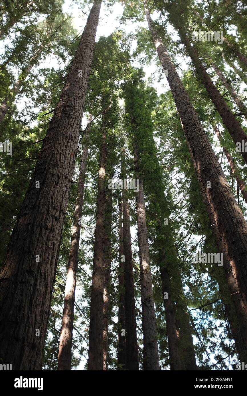 Red wood australia hi-res stock photography and images - Alamy