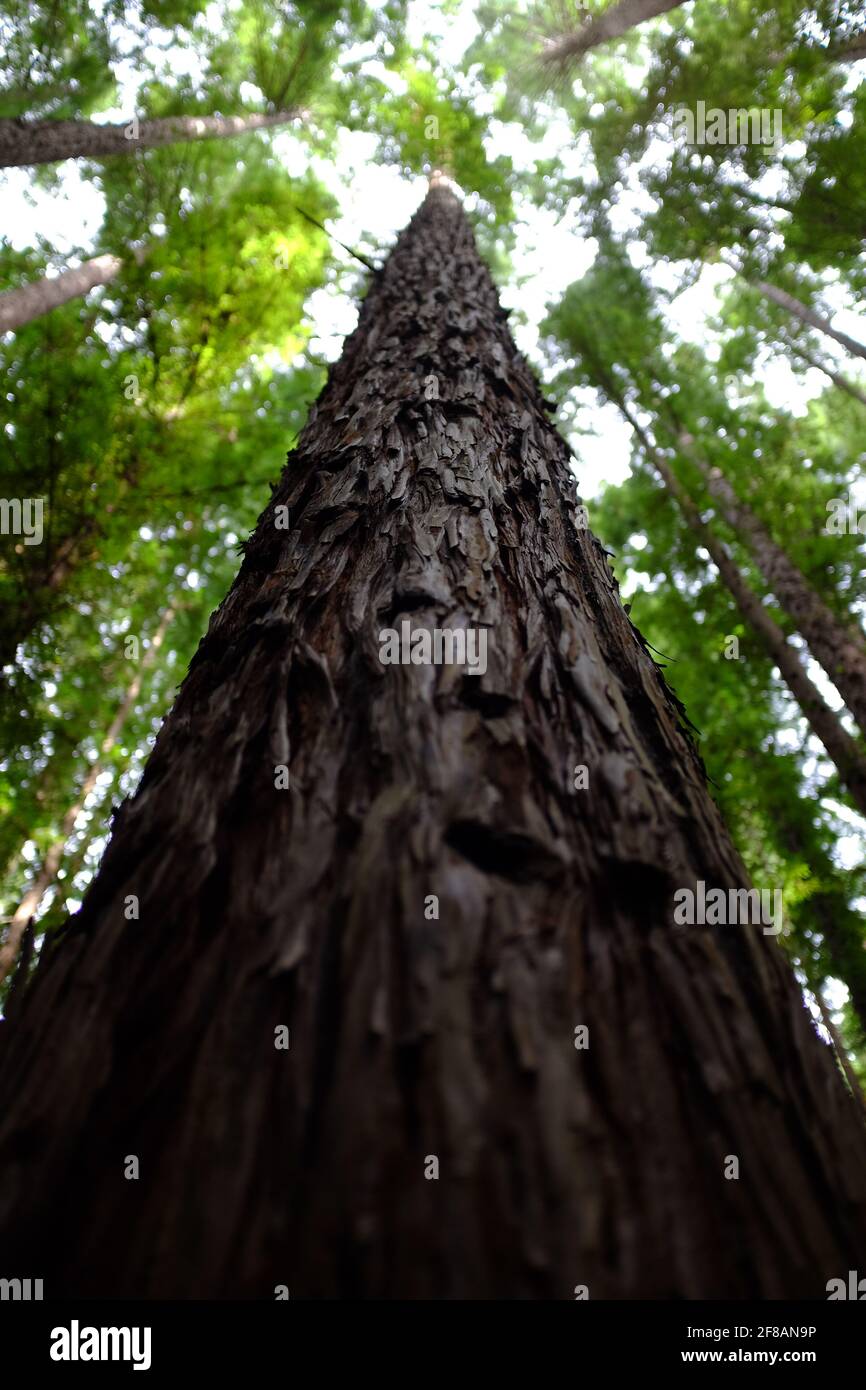 Rewood tree hi-res stock photography and images - Alamy