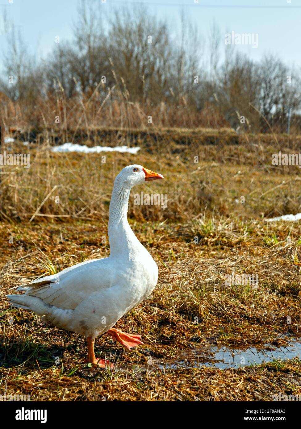 Goose paw hi-res stock photography and images - Alamy