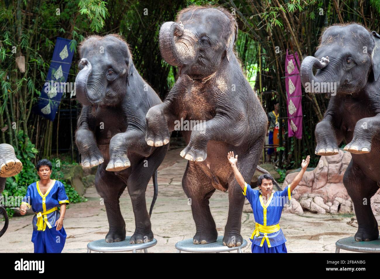 An elephant show at the famous Safari World zoo in Bangkok where ...