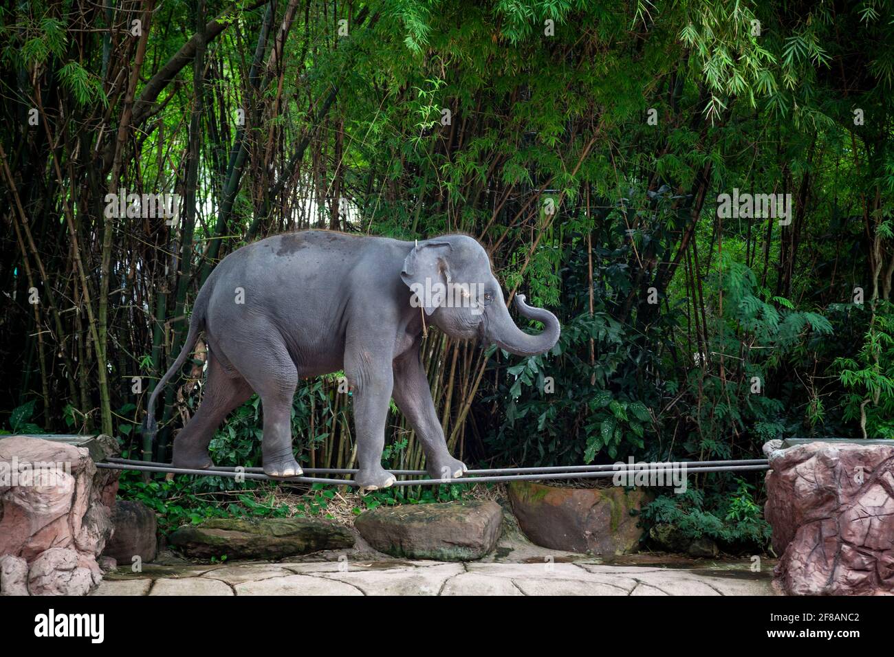 An elephant perform a balancing act by walking across metal rods at the ...