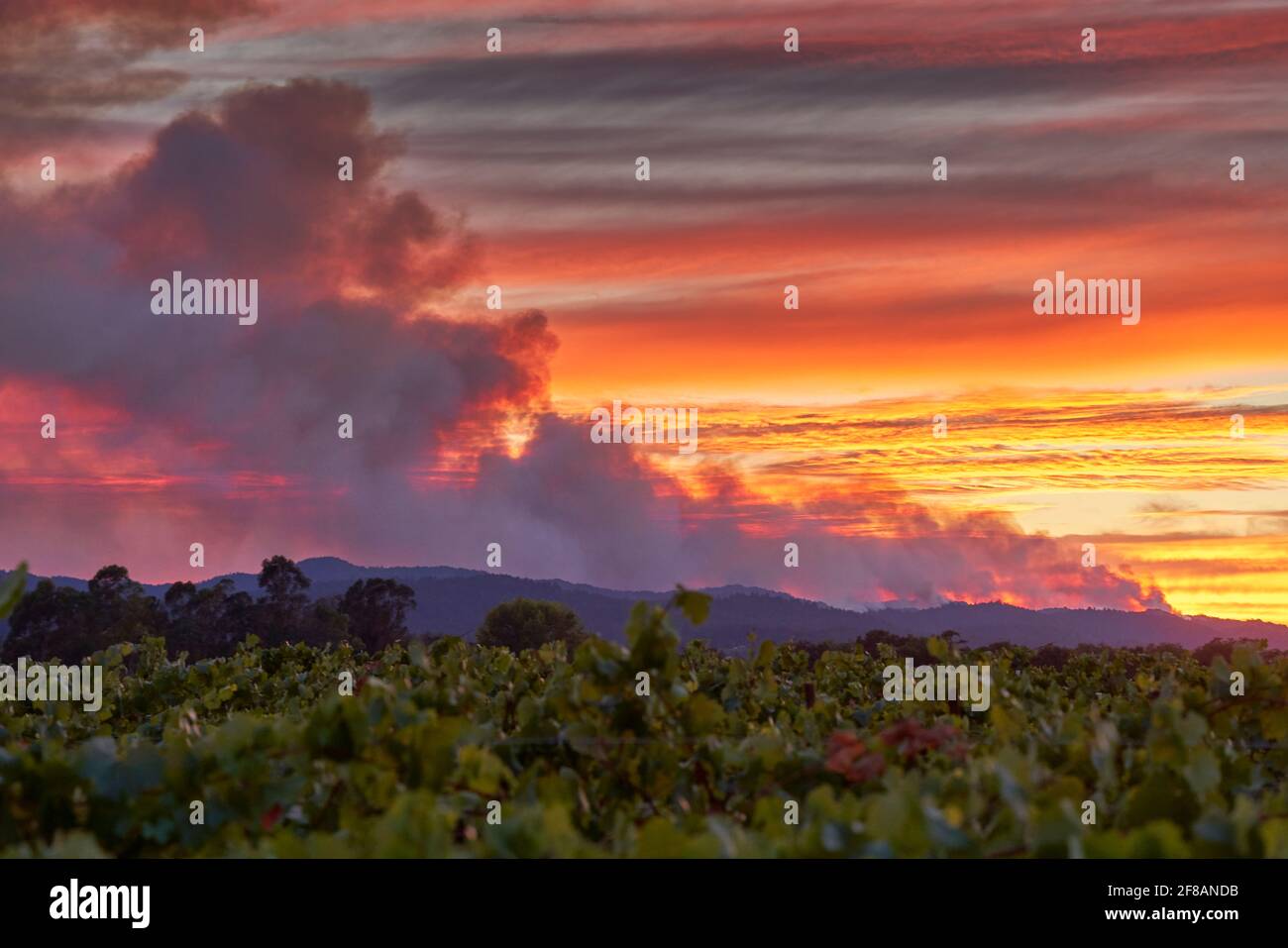 Vineyard fire climate hi-res stock photography and images - Alamy