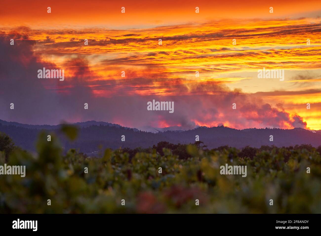 Vineyard fire climate hi-res stock photography and images - Alamy