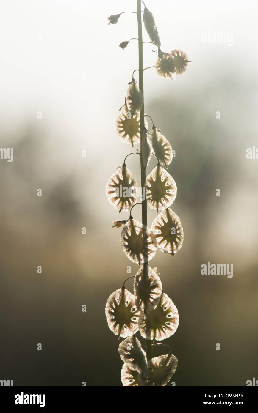 Hairy back hi-res stock photography and images - Alamy