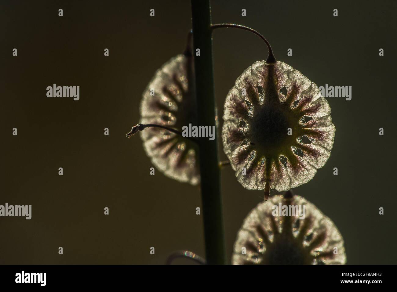 A close up macro of the seeds of sand fringepod (Thysanocarpus curvipes ...