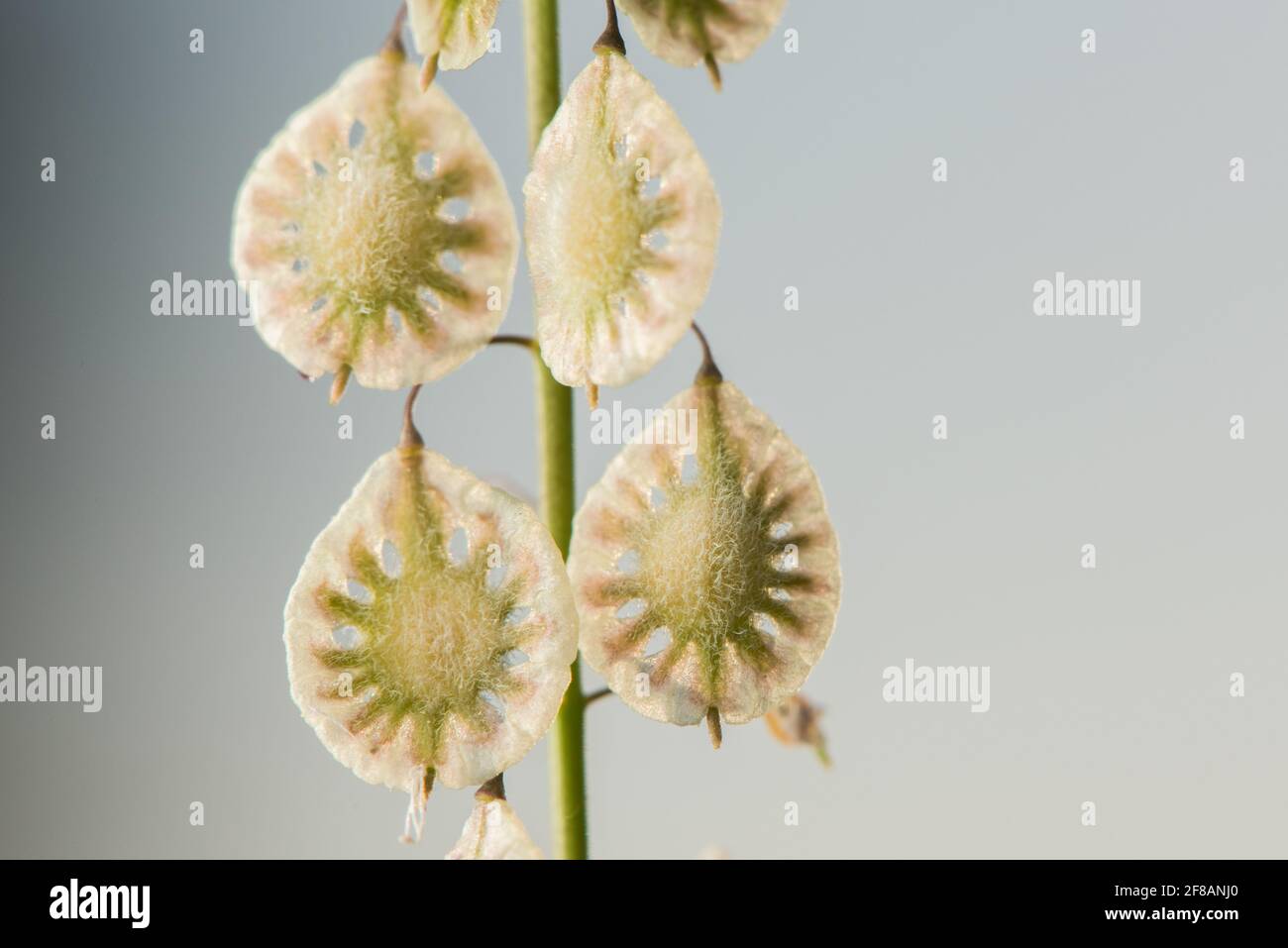 A close up macro of the seeds of sand fringepod (Thysanocarpus curvipes ...