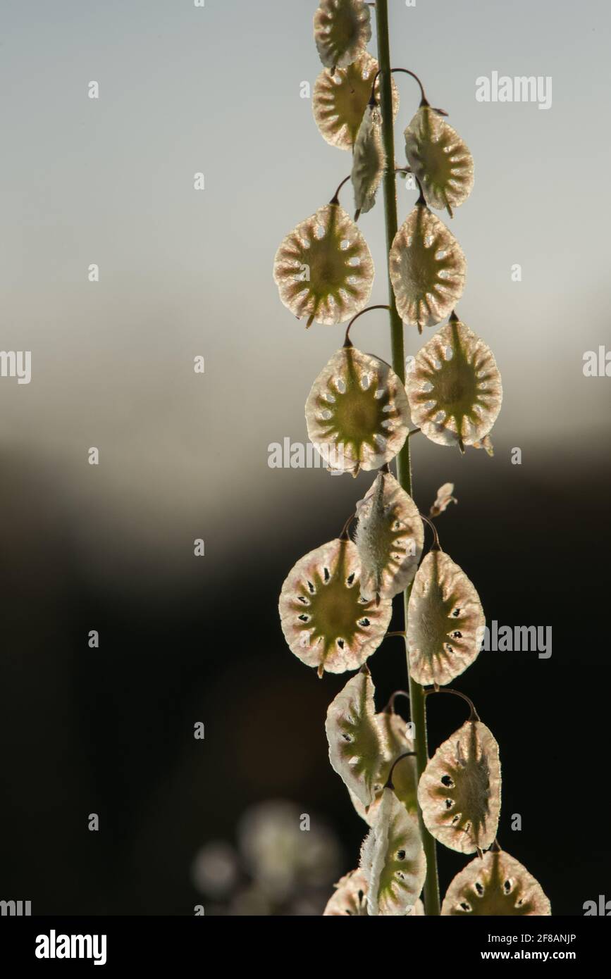 Curvipes hi-res stock photography and images - Alamy